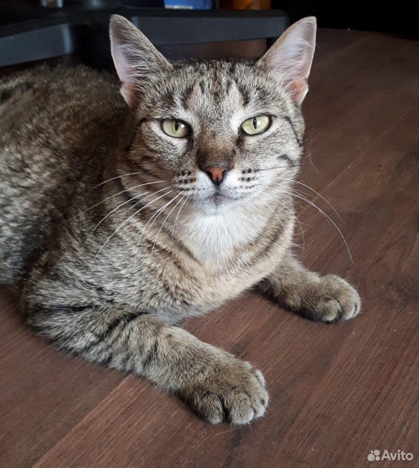 Кошка Рыська ищет дом