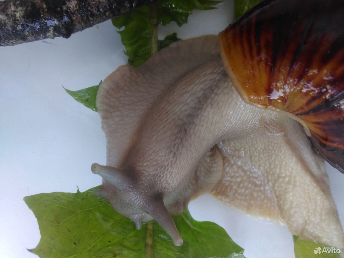 Улитка архаахатина