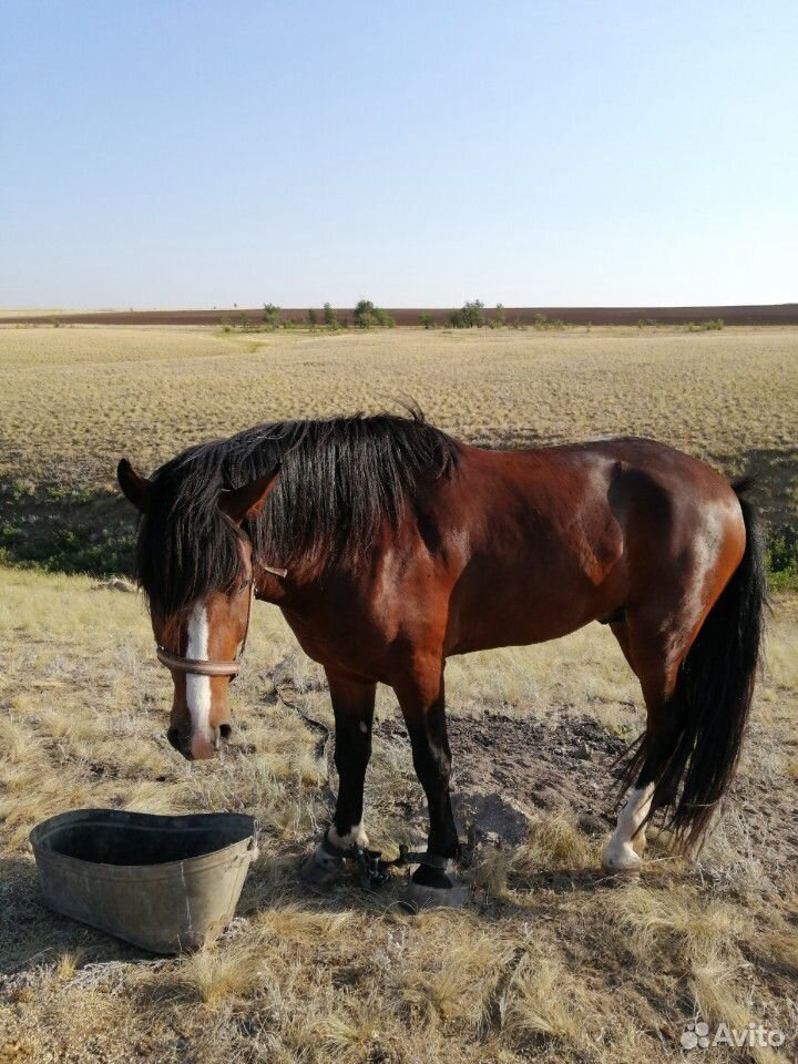 Молодой жеребец 3 года, Спокойный обученный