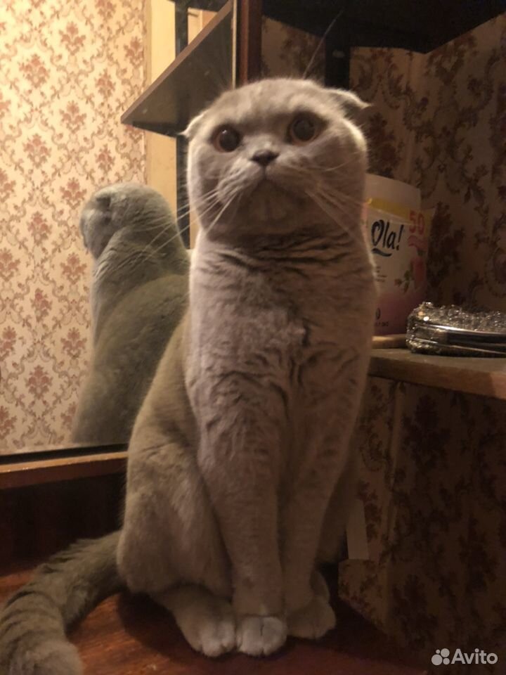 Кот вислоухий британец
