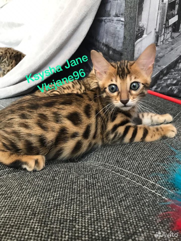 Бенгальская