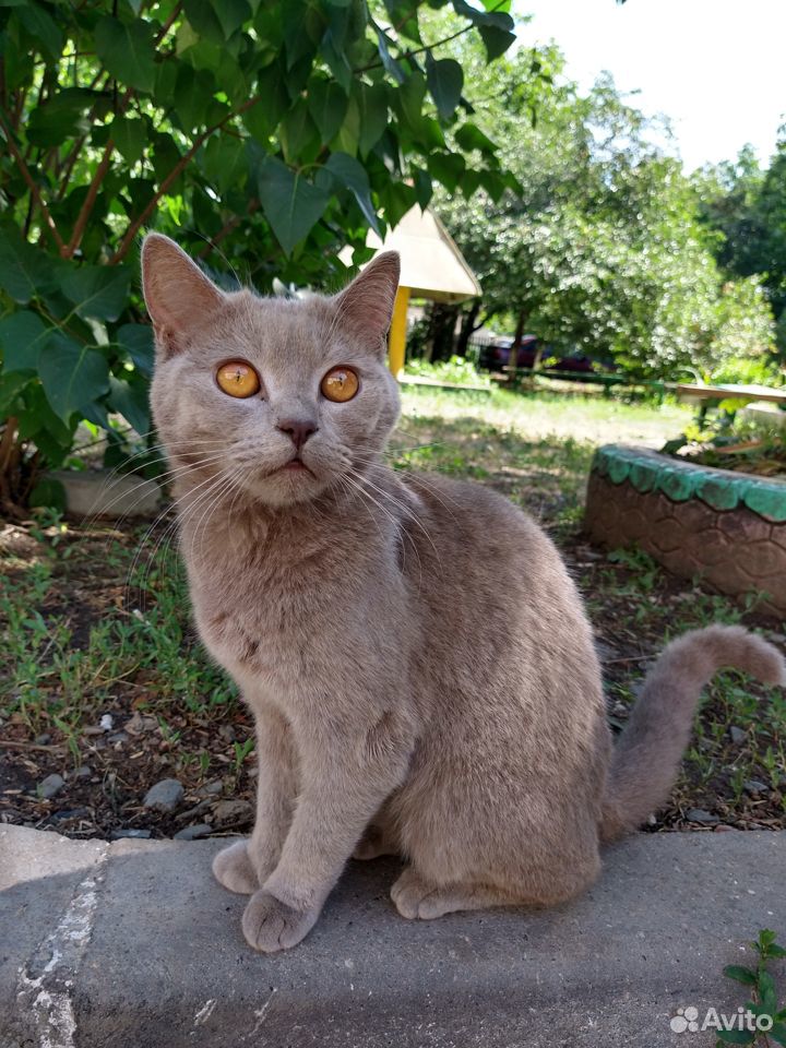 Британская