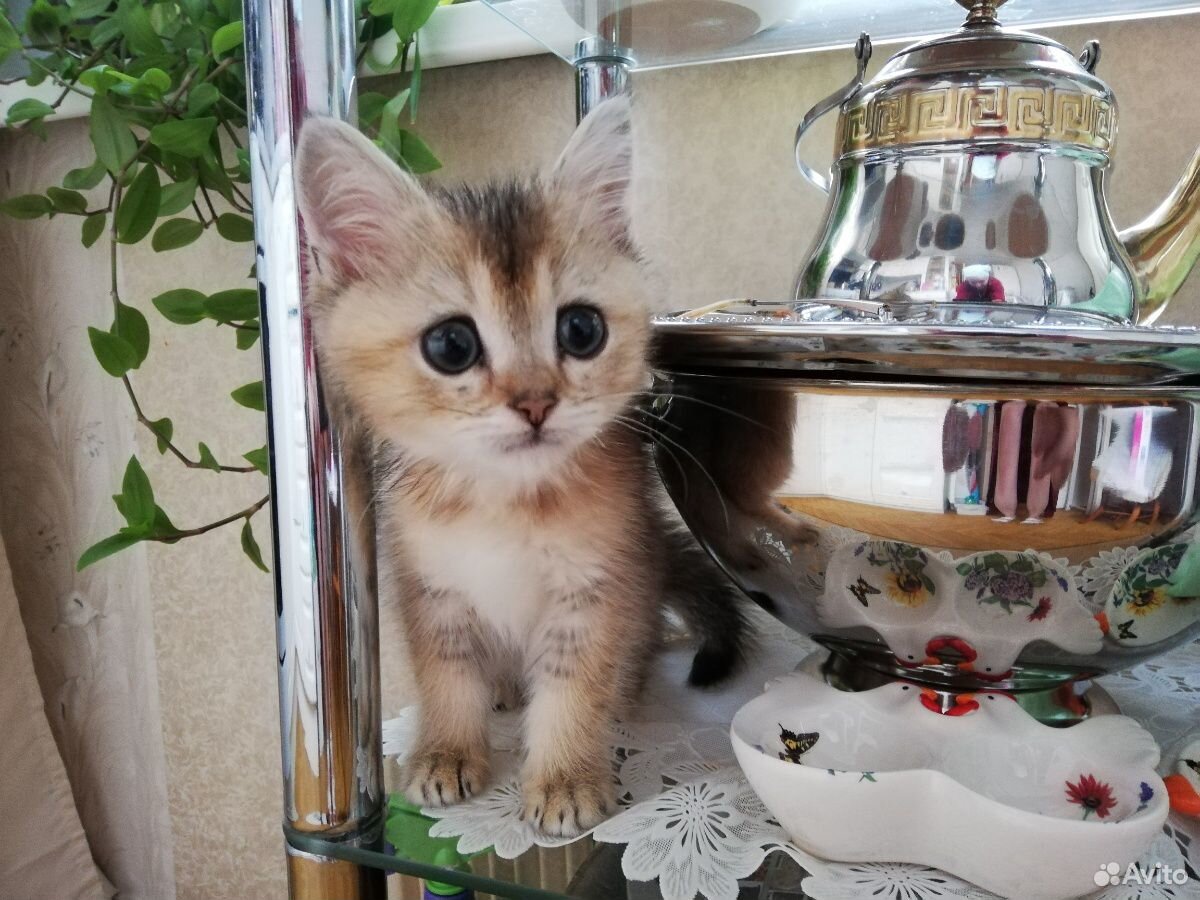 Британский котик