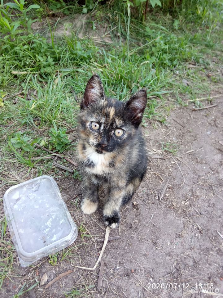 Отдам котят в добрые руки