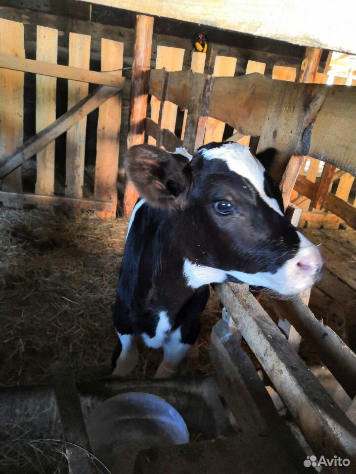 Бычек голштин