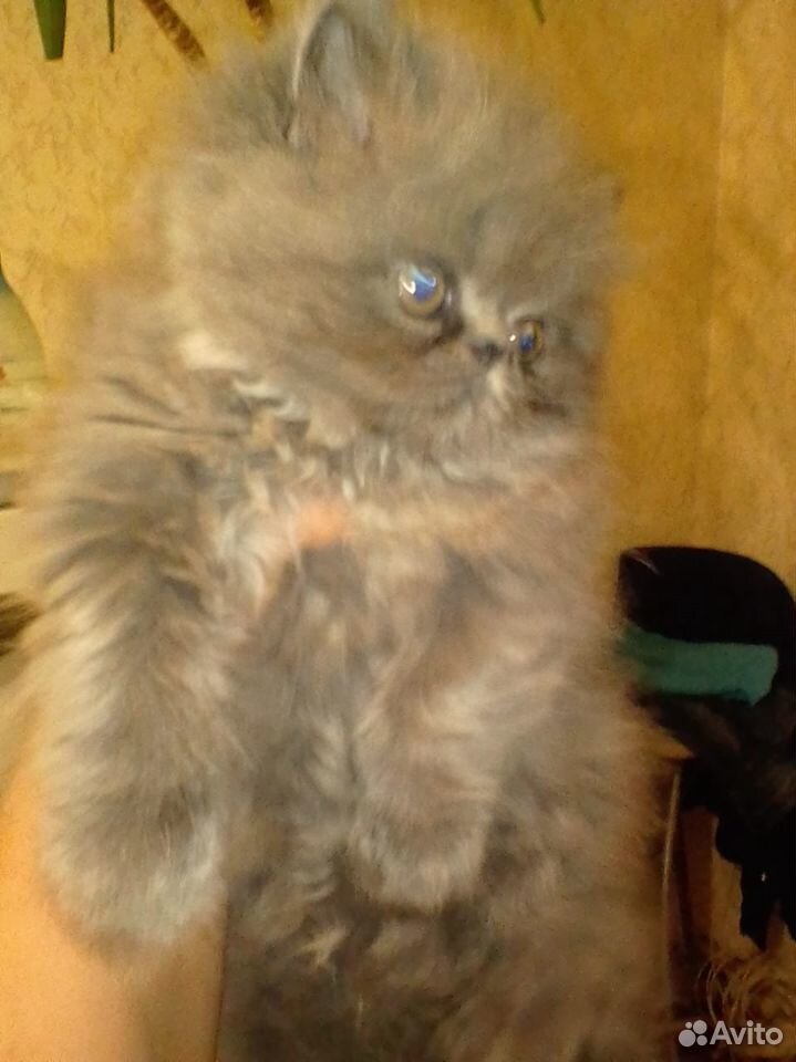 Котенок перс экзот