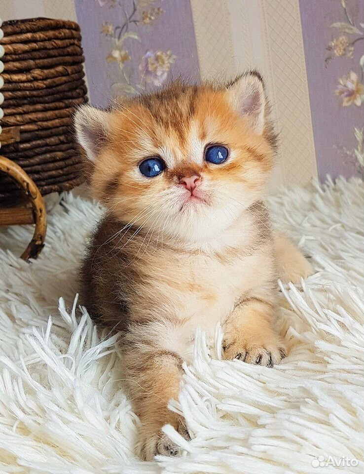 Роскошный плюшевый золотой котик