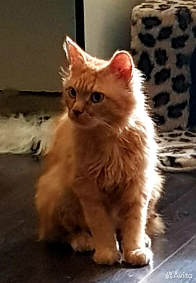 Рыжий кот бобтейл
