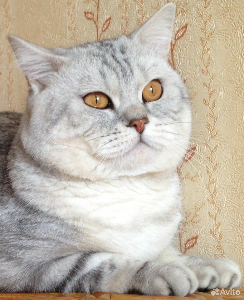 Британская