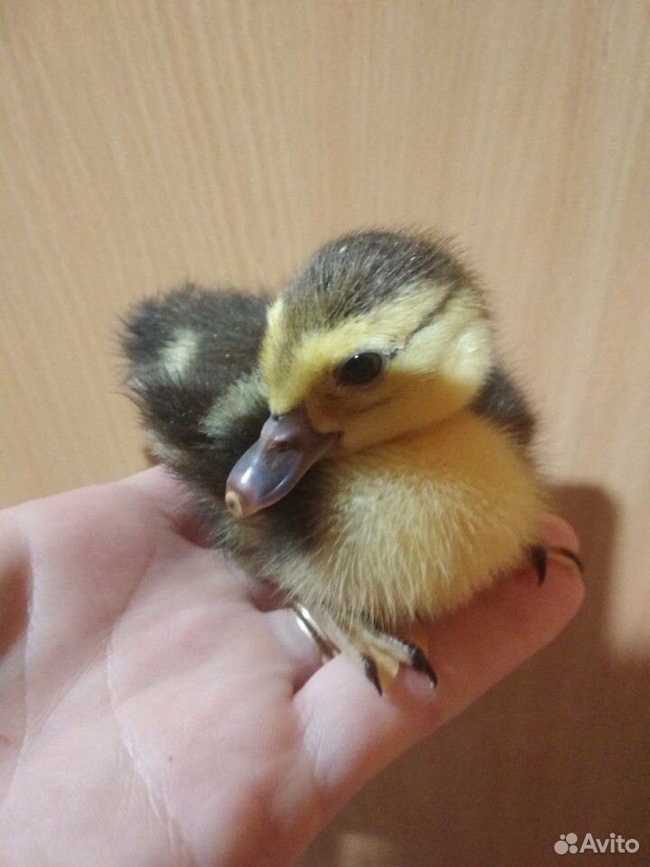 Утята 7 штук