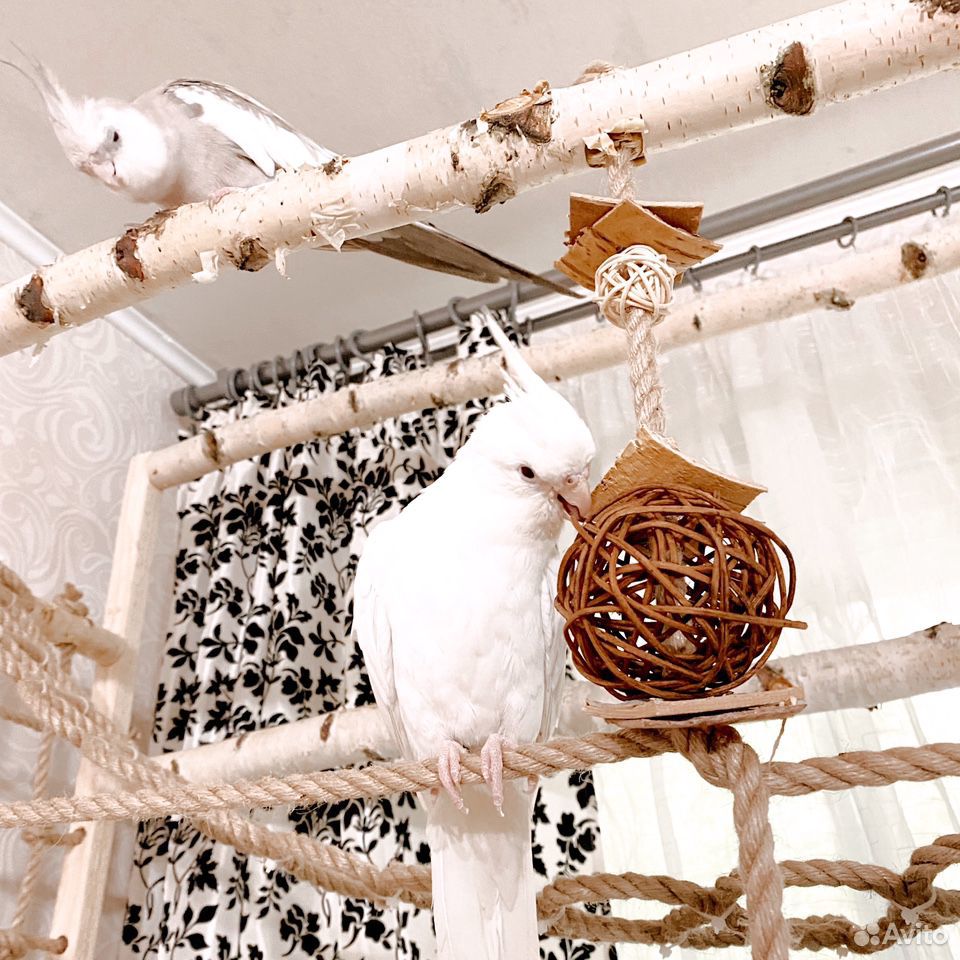 Улетел попугай Корелла