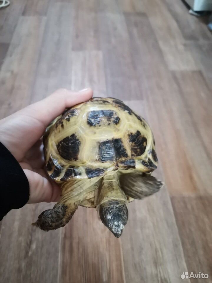 Черепаха сухопутная