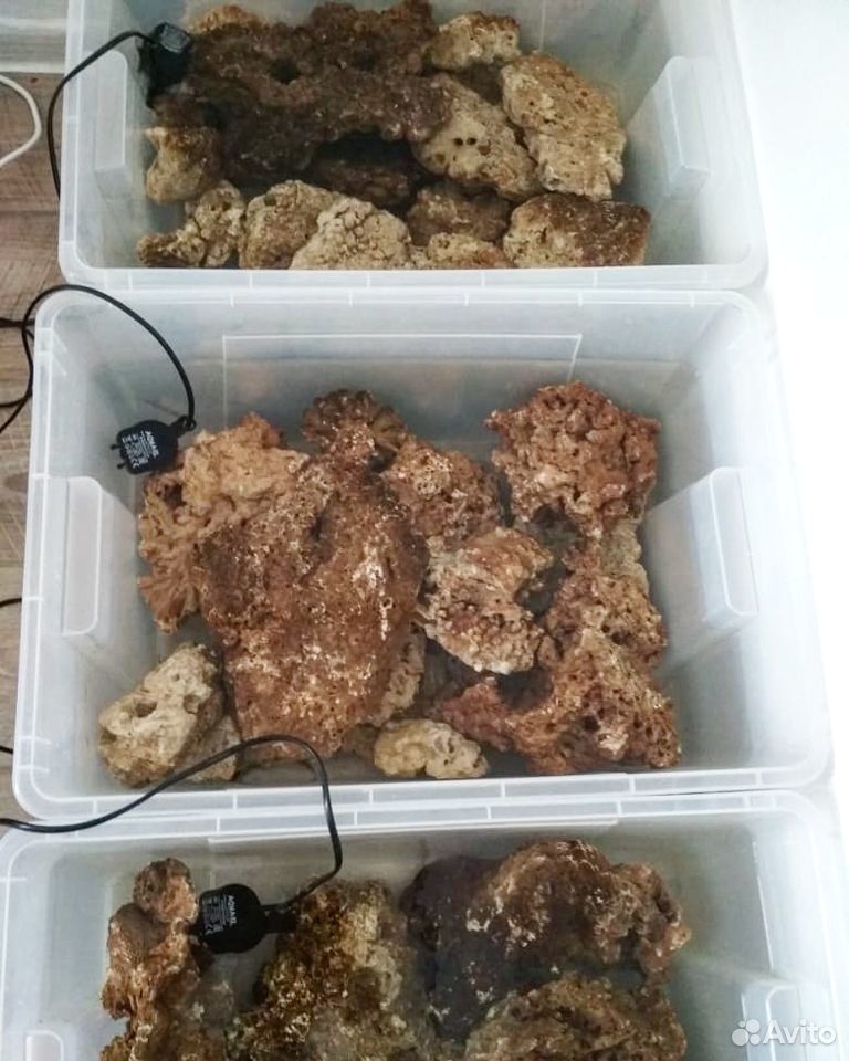 Живые камни для морского аквариума