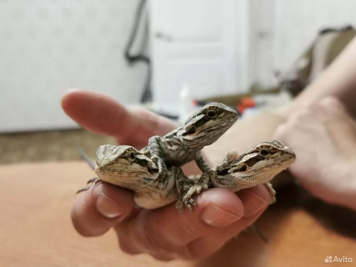 Малыши бородатых агам