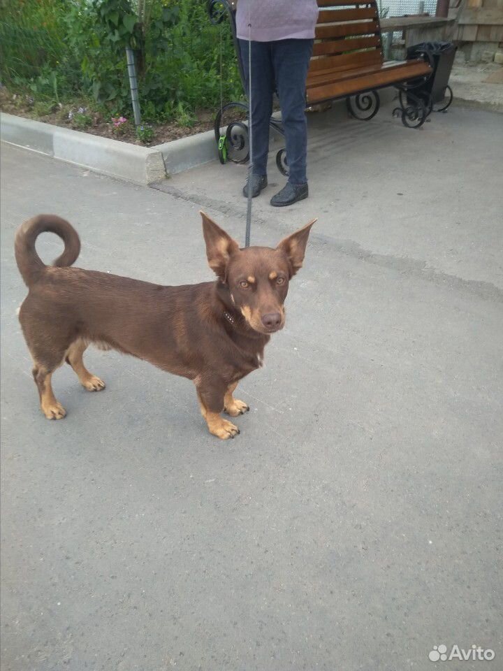 Собака