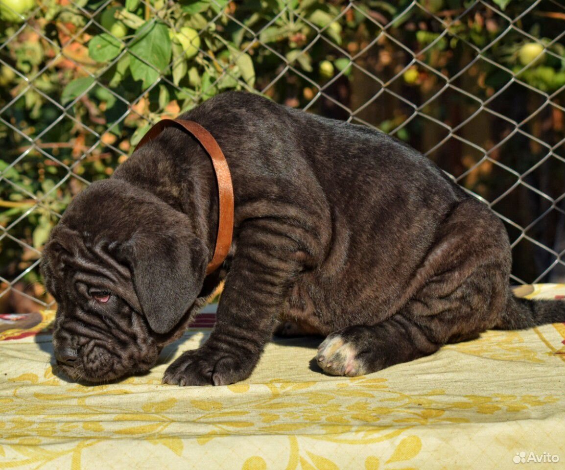 Складчатое чудо