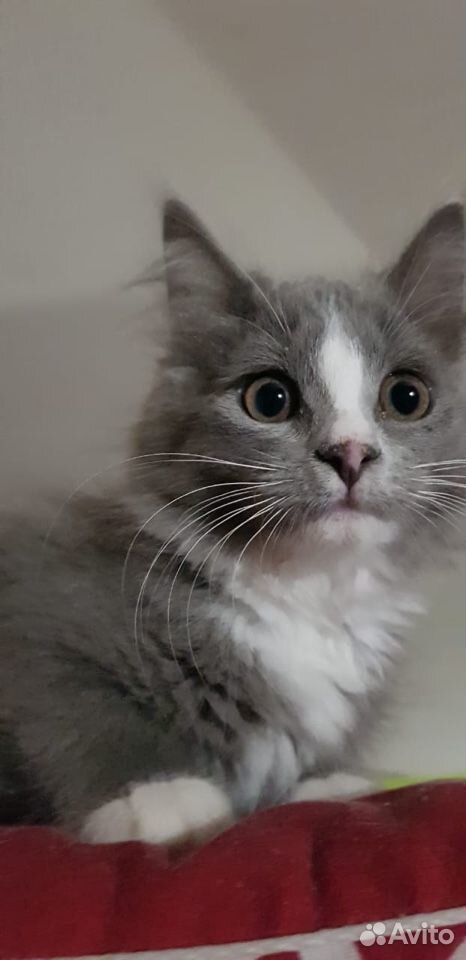 Котёнок Лея 3 мес