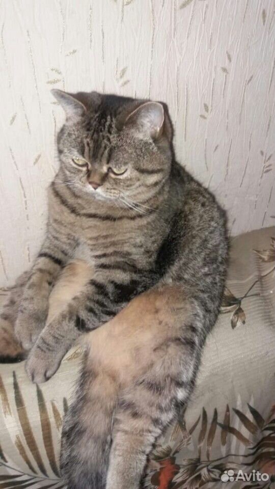 Котик-флегма в добрые руки