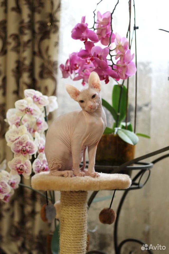 Донской Сфинкс