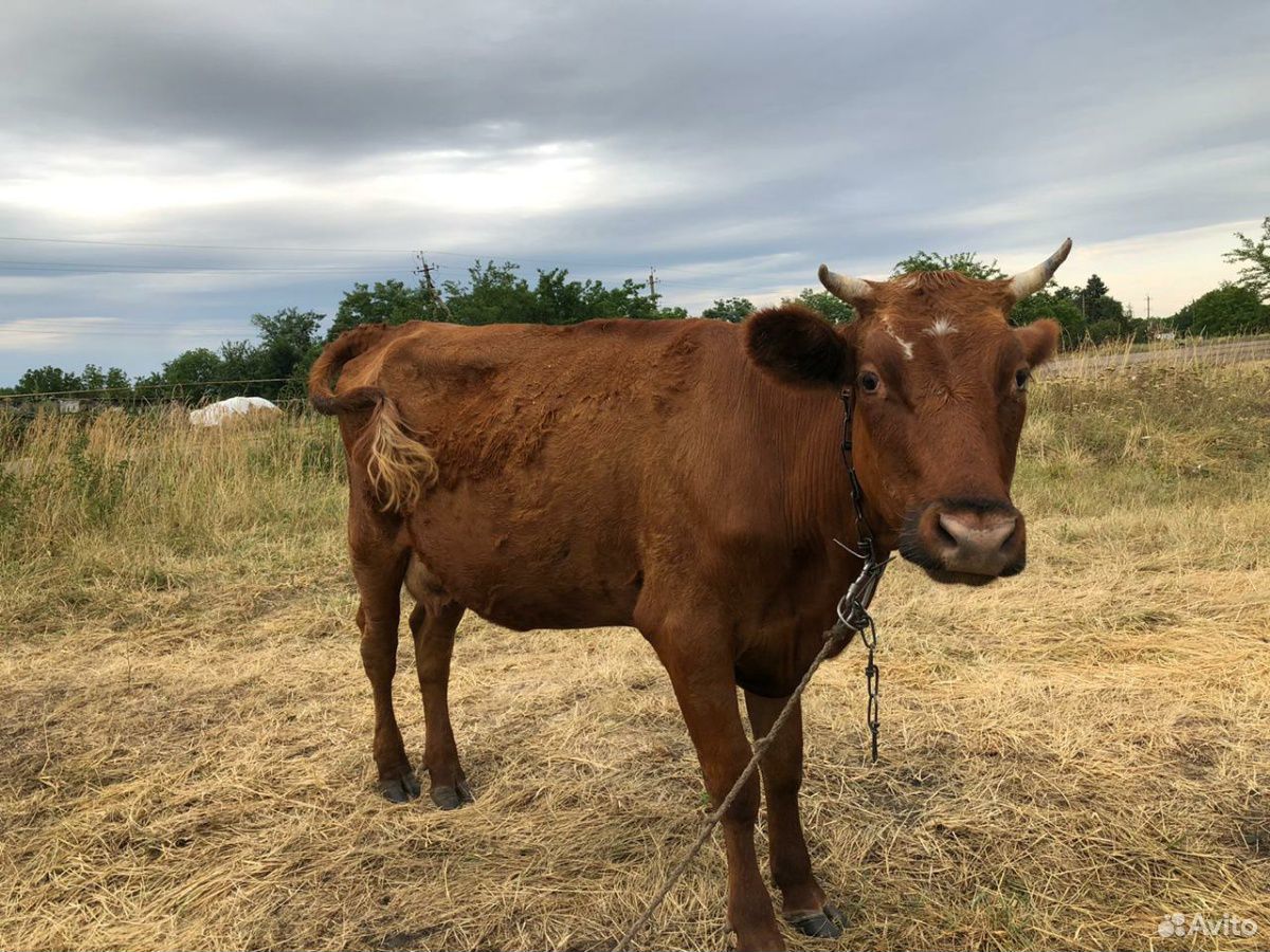 Стельная корова и тёлочка