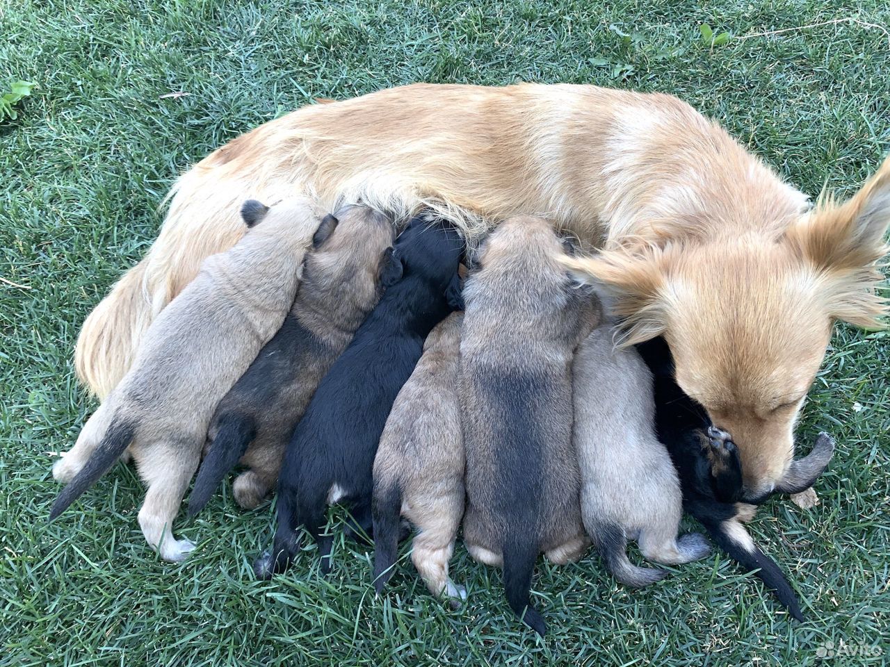 Кутята в добрые руки
