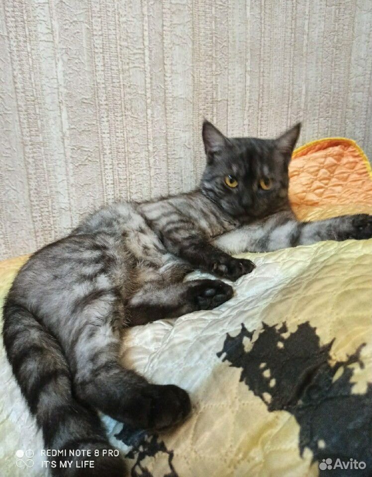 Чудесный мальчик по имени Пряничек ищет семью