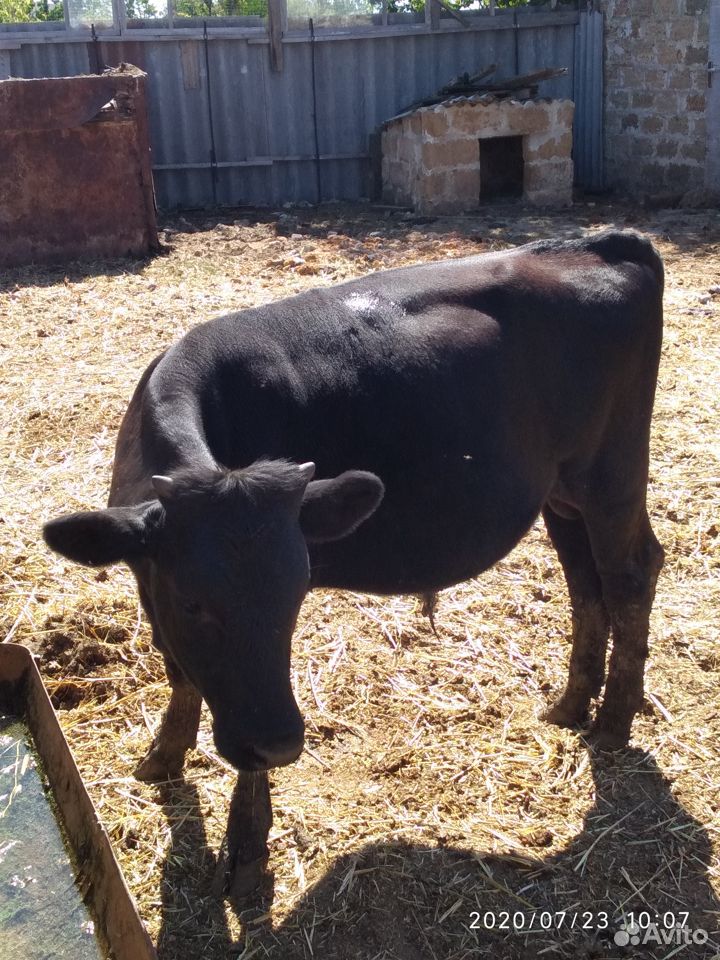 Продам бычка