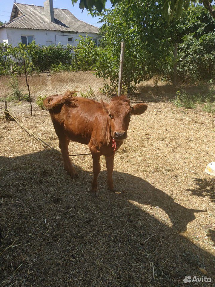 Телка 5 месяцев