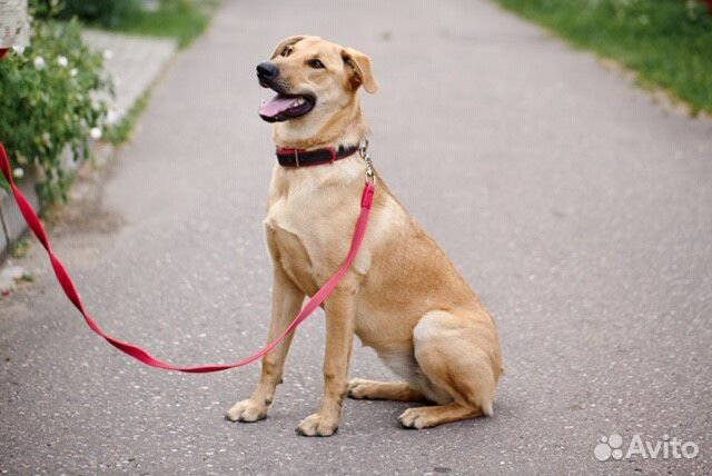 Лабрадор Злата ищет дом