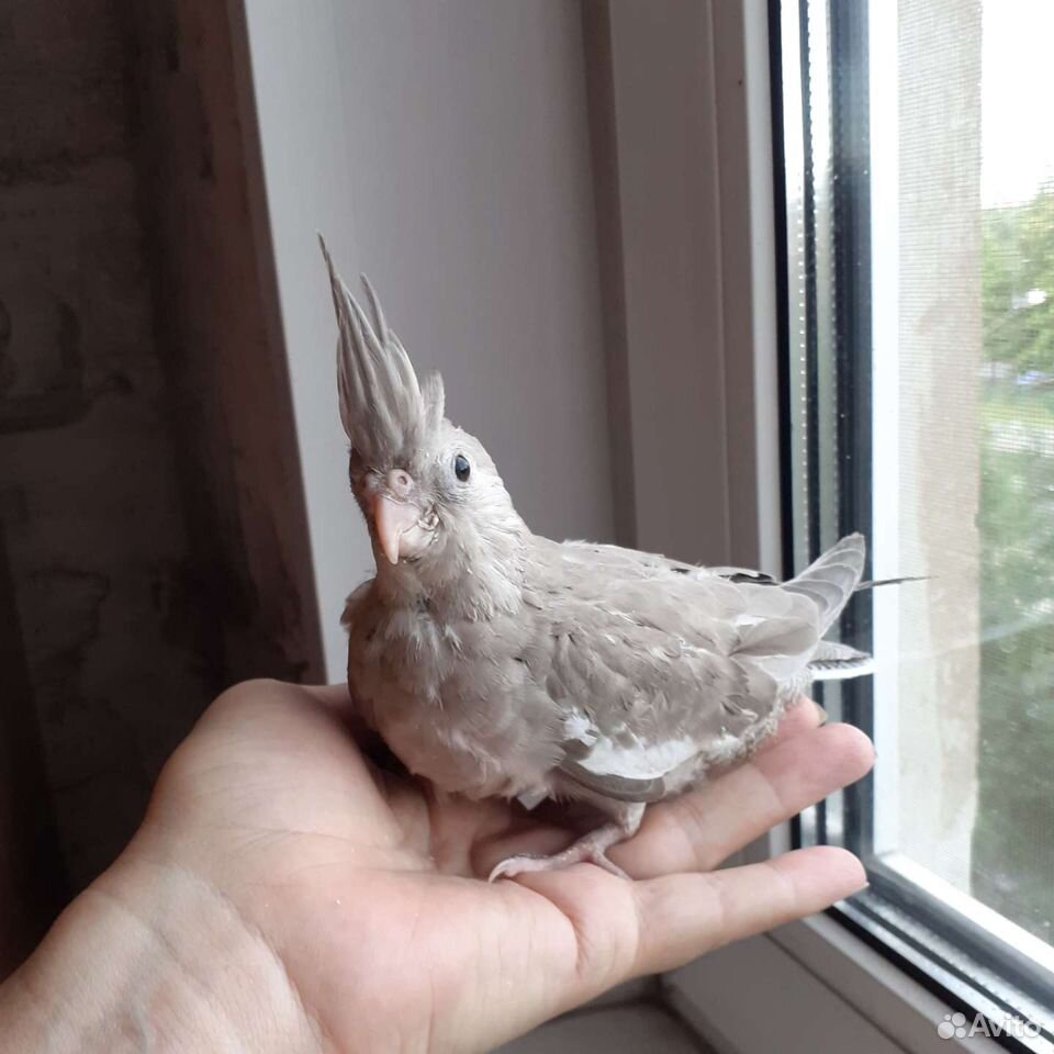 Ручной птенец кореллы