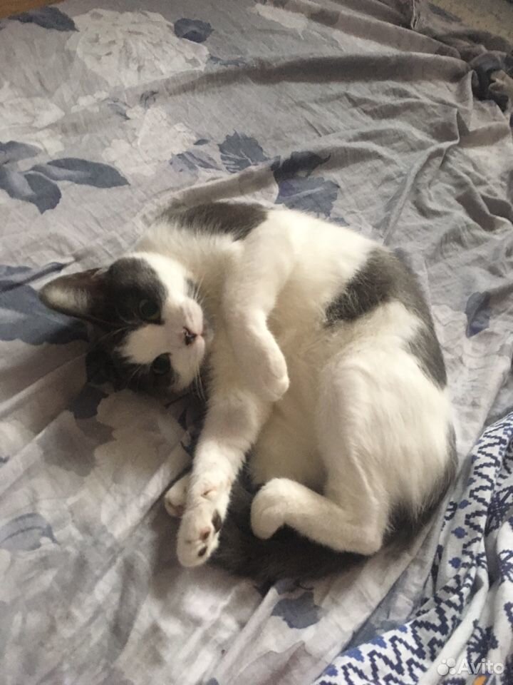 Кошечка Молли 1 год