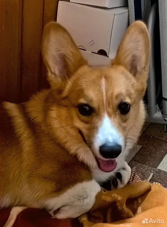 Вельштерьер