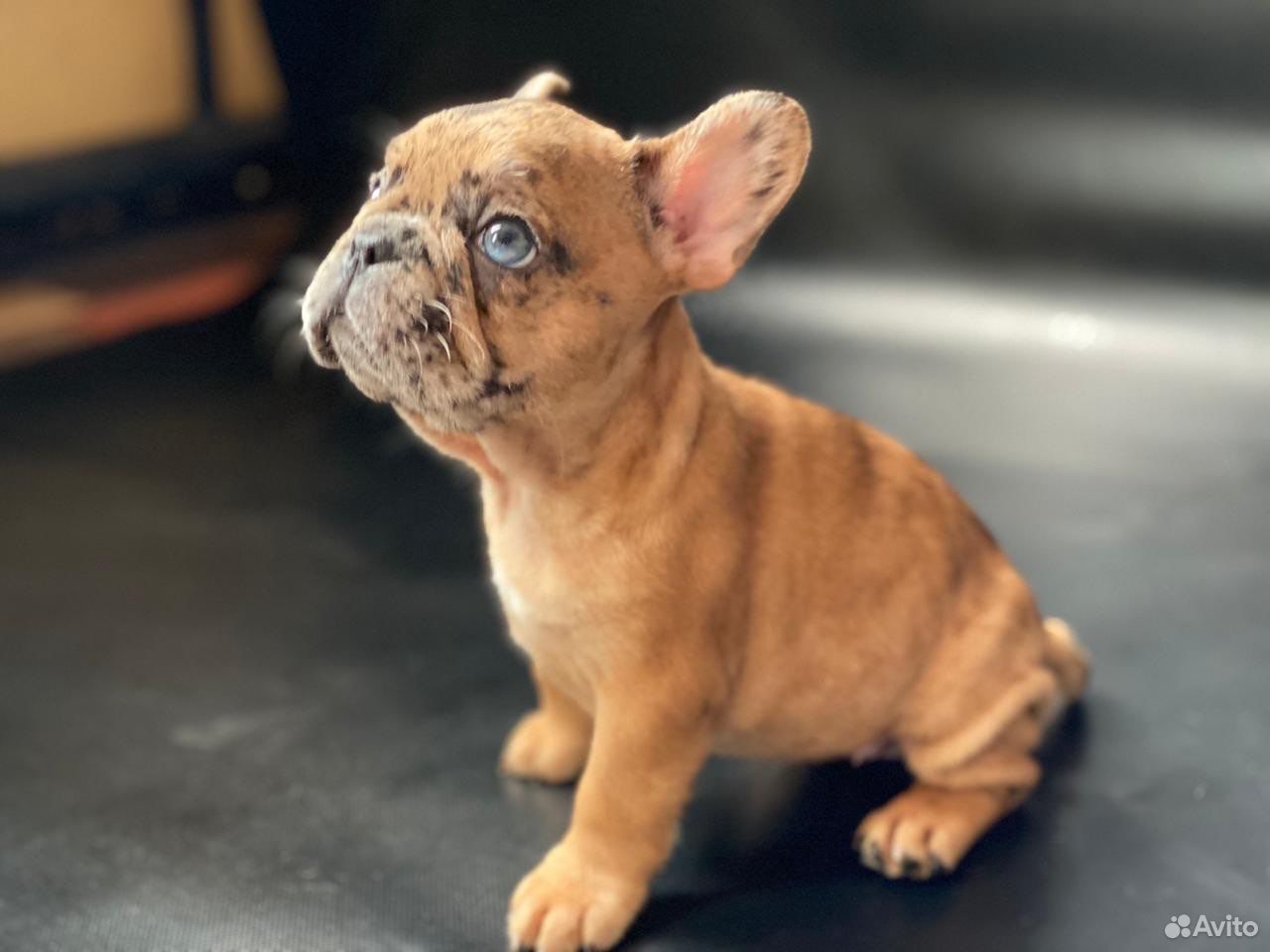 Разноглазая мерлюшка фавн