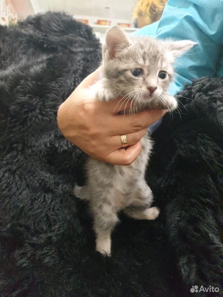 Кошка Крошка на ладошке