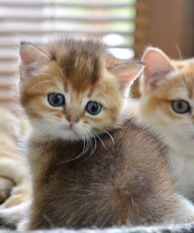 Золотая британская девочка