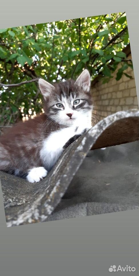 Милые котята ждут своих хозяев