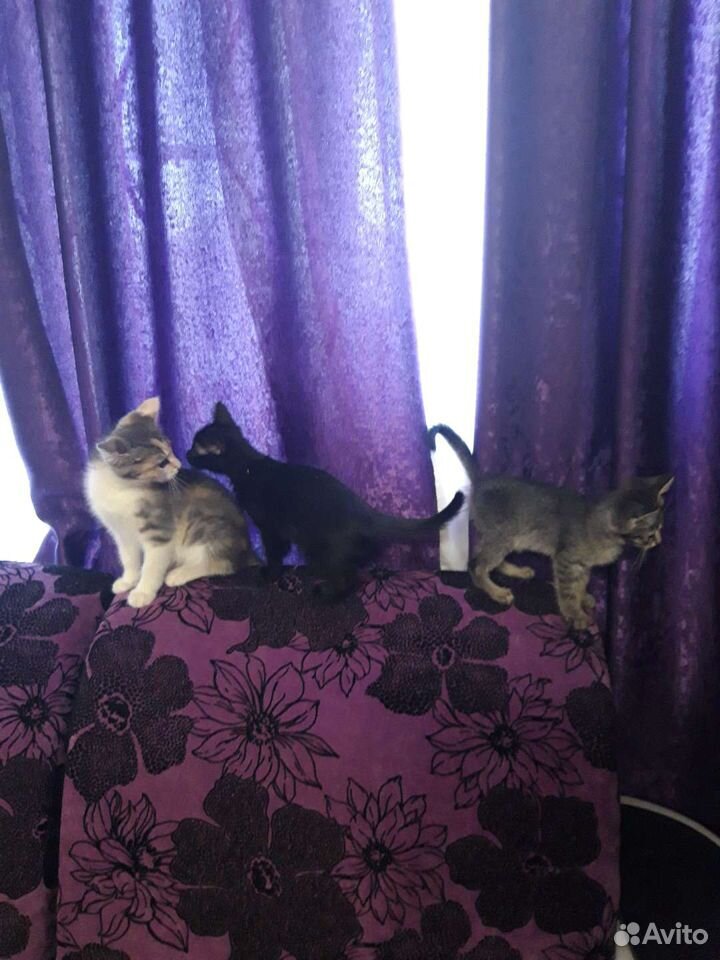 Кошка