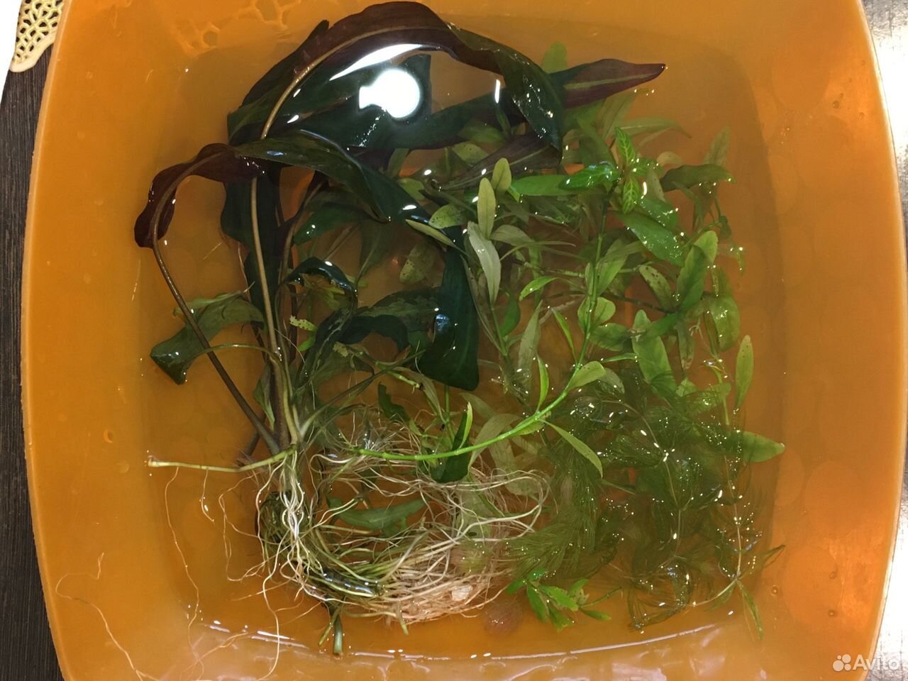 Водоросли для аквариума