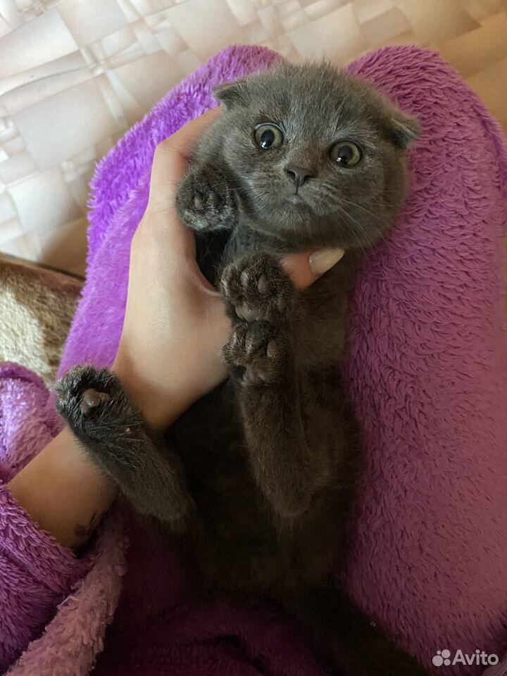 Шотландский вислоухий в дар