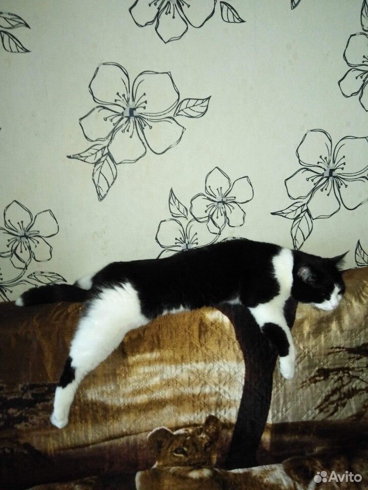 Домашние животные