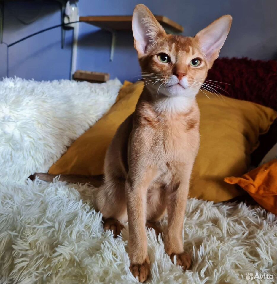 Абиссинский котенок