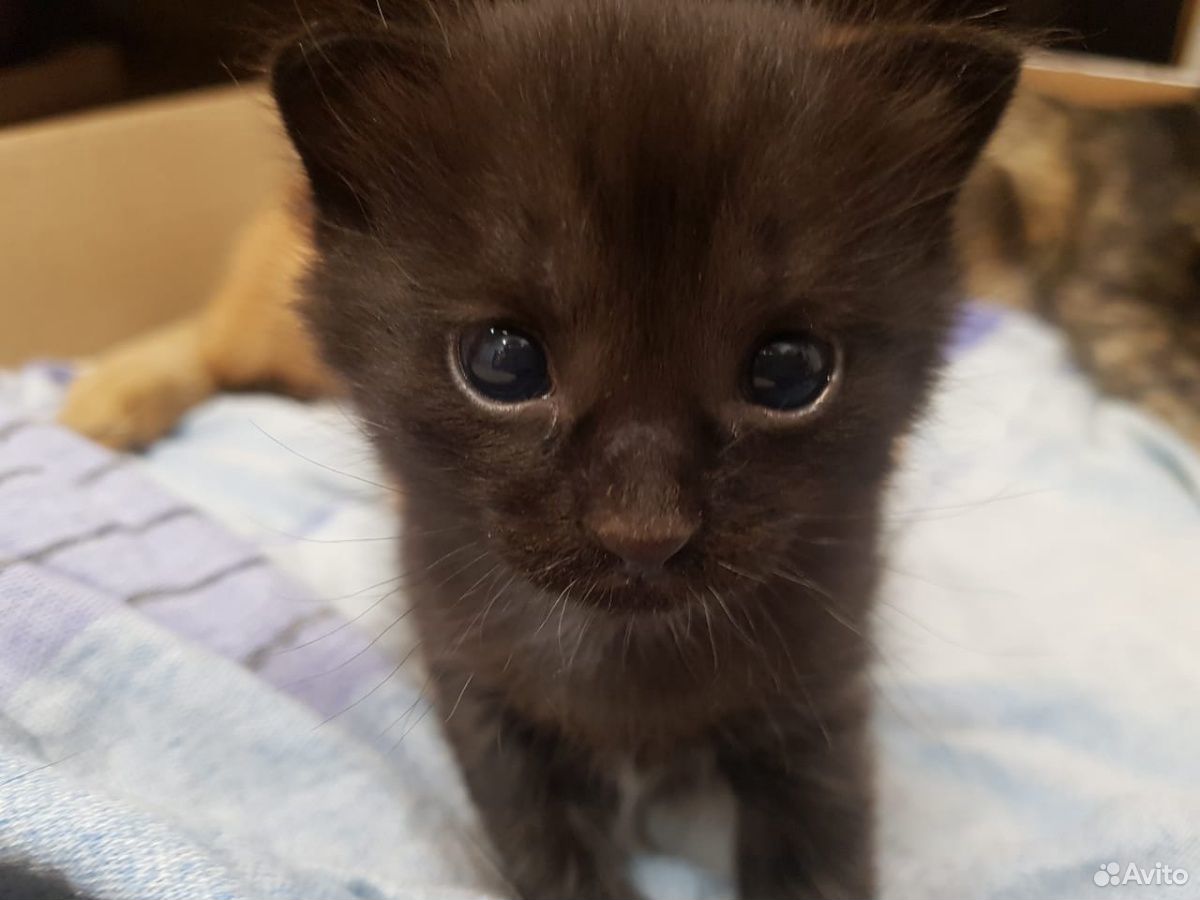 Кошка