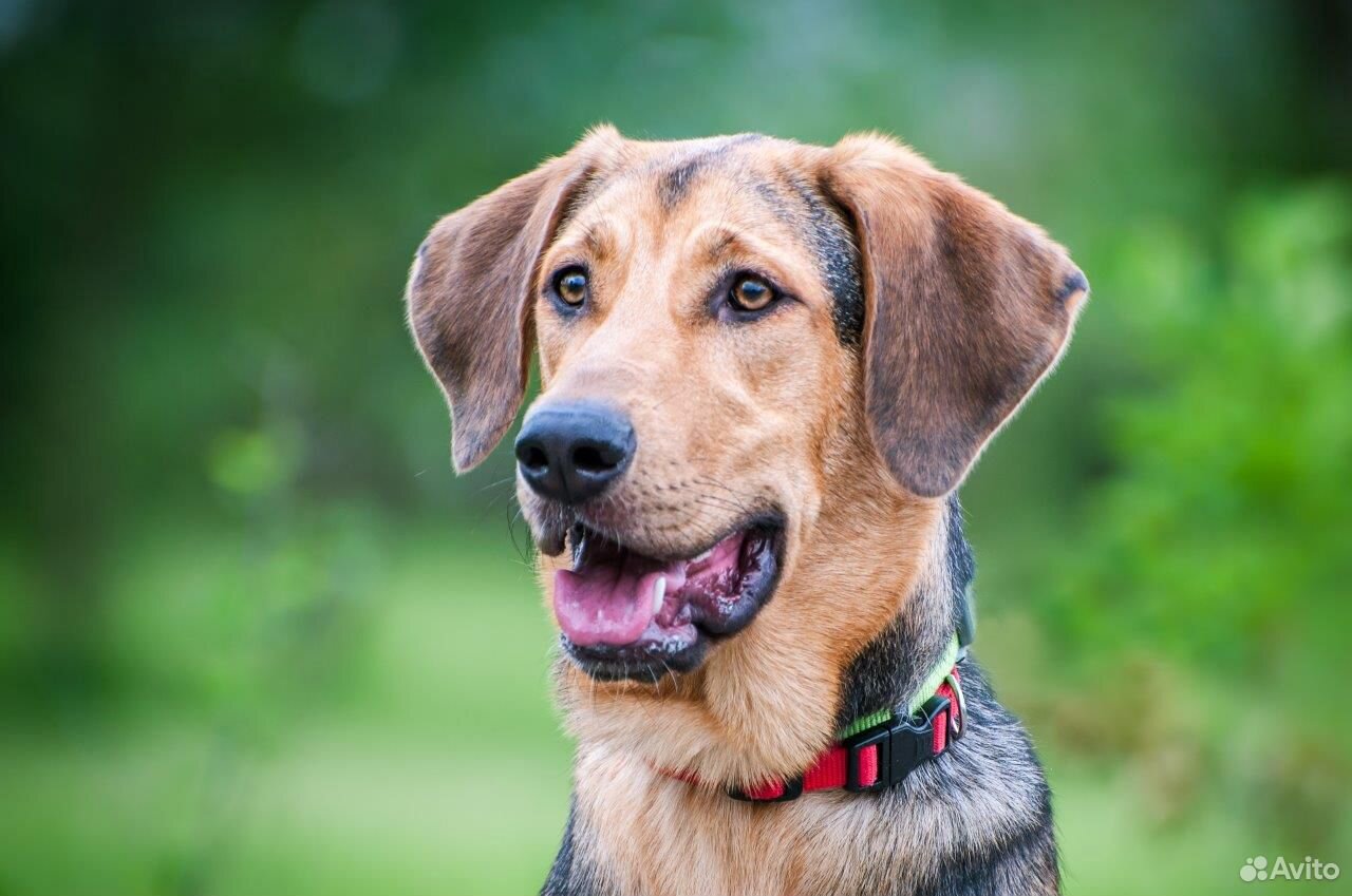 Метис овчарки Ума ищет дом