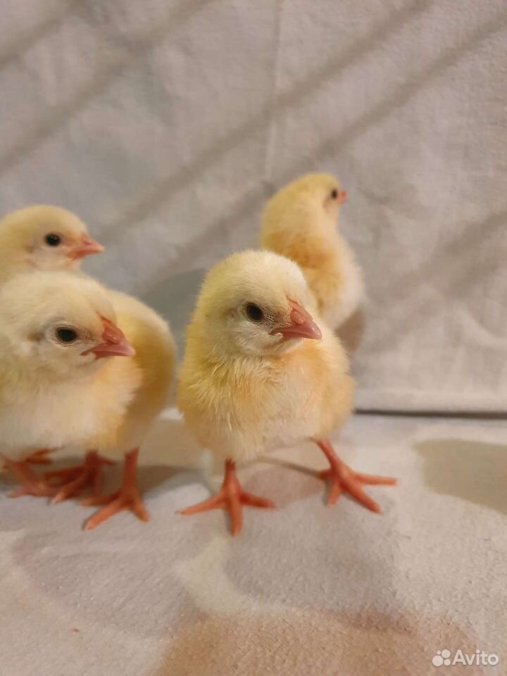 Цыплята бройлер Арбор