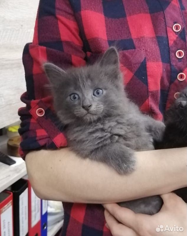 Котёнок мальчик 2 месяца