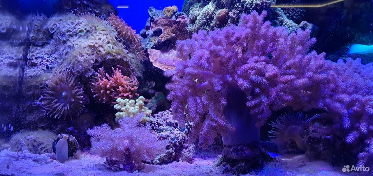 Коралл капнелла