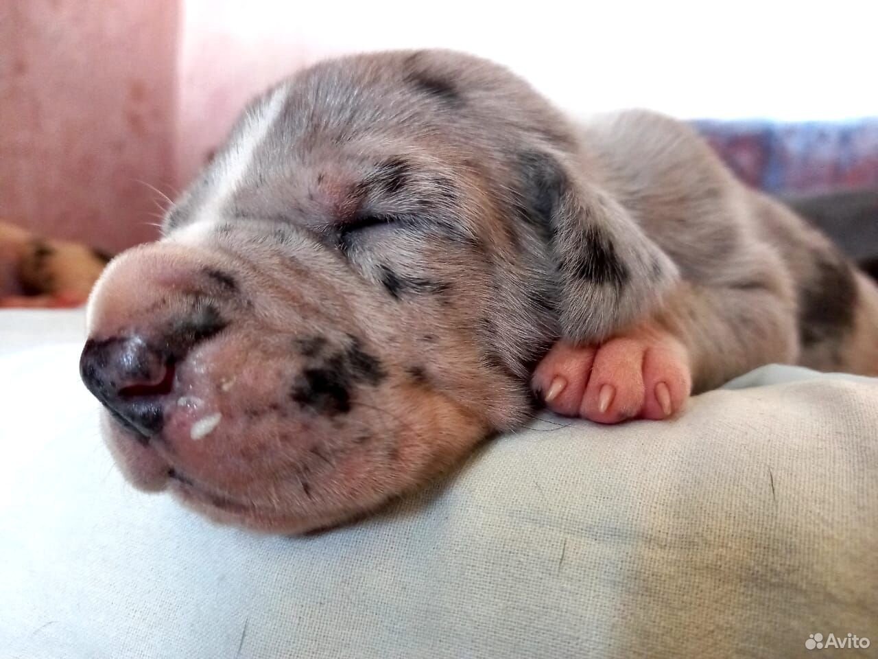 Предлагаются к резерву щенки породы немецкий дог