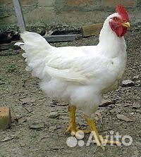 Домашняя птица