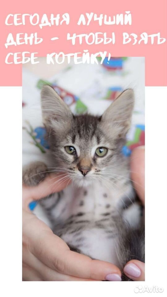 Котёнок, 3.5 месяца