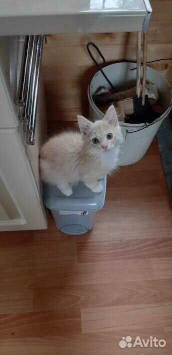 Бежево рыжий Котенок